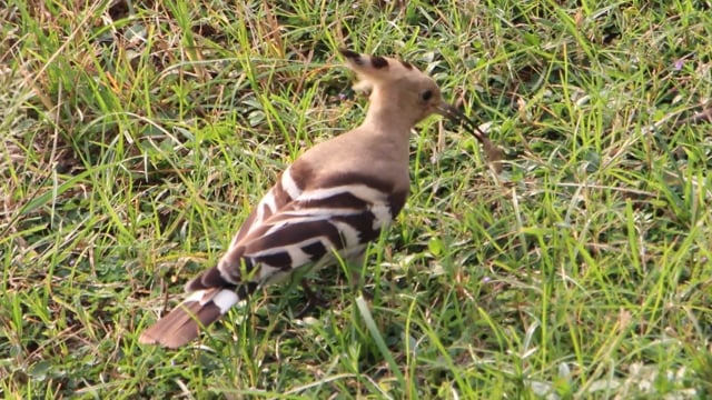 Hoopoe, Bird, Picture. Free Stock Video - Pixabay