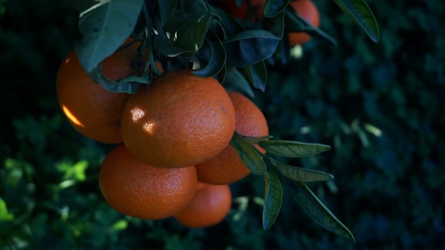 Orange, Fruits, Field. Free Stock Video - Pixabay