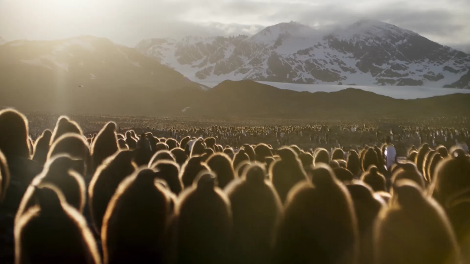 BBC Earth on Vimeo