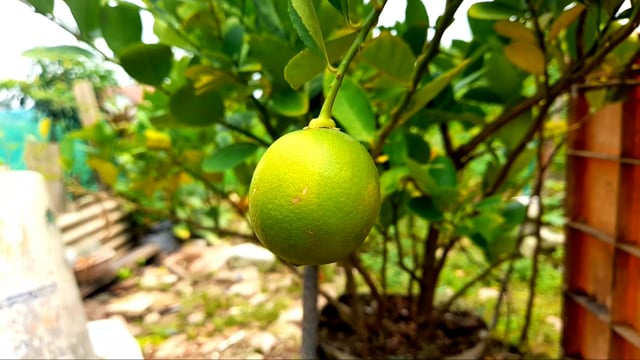 Árbol Lima Limón - Free video on Pixabay - Pixabay