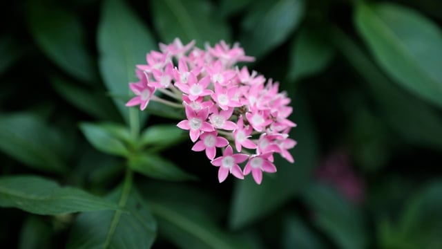 Flower, Petals, Insects. Free Stock Video - Pixabay