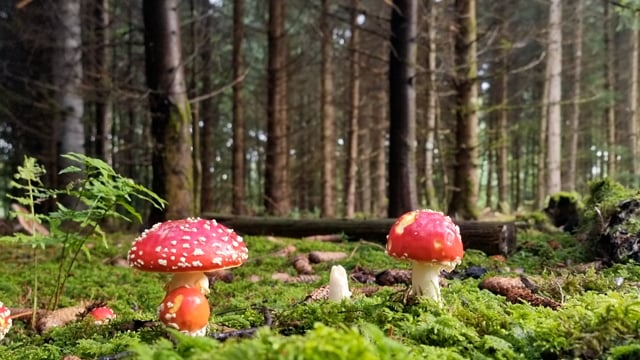 Toadstool Mushrooms Fall - Free video on Pixabay