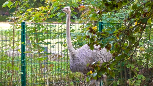 Ostrich Bird Head - Free video on Pixabay