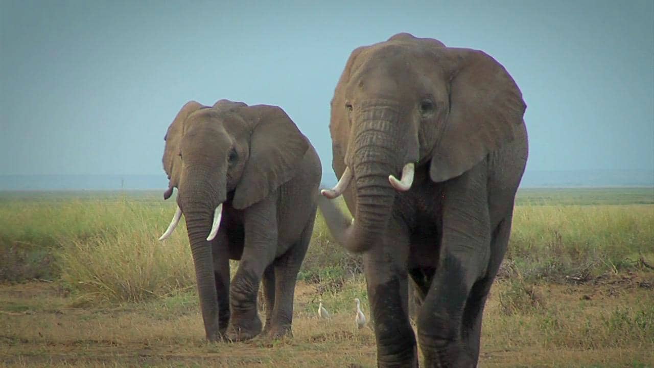 Mission: Tracking Elephants on Vimeo