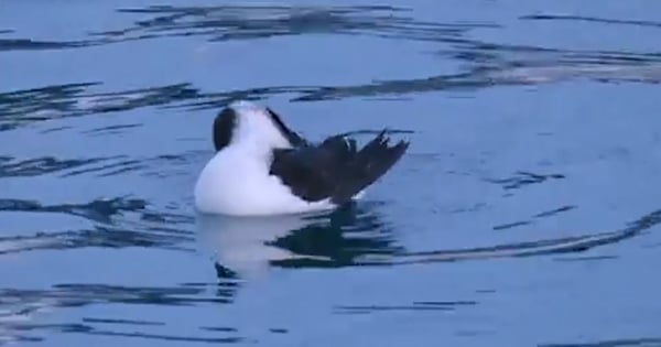 Apareixen a l'Escala exemplars de Gavot, un ocell marí més propi del ...