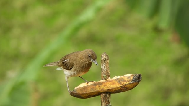 Birds Food Fauna - Free video on Pixabay