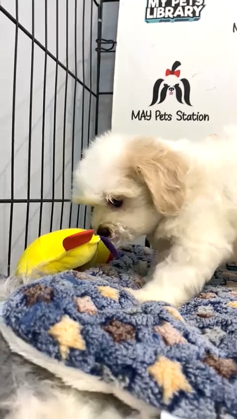 MP Parti Color Maltipoo Puppy (Male) For Sale 3 on Vimeo
