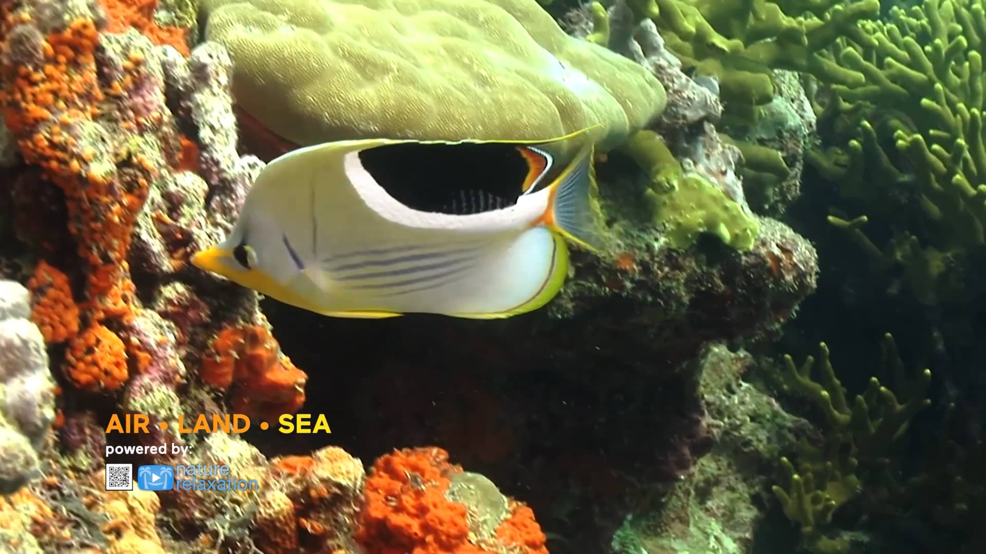 NR_SEA_Rainbow_Reef_AJ.mp4 on Vimeo