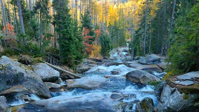 Mountains Forest Stream - Free video on Pixabay - Pixabay