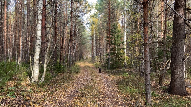 Track Trees Coniferous Pine - Free video on Pixabay