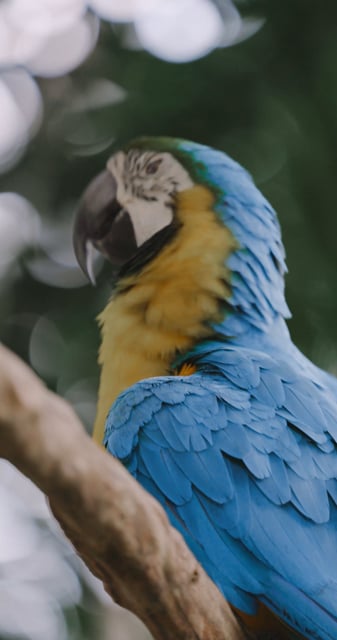 Parrot Videos: Download 164+ Free 4K & HD Stock Footage Clips - Pixabay