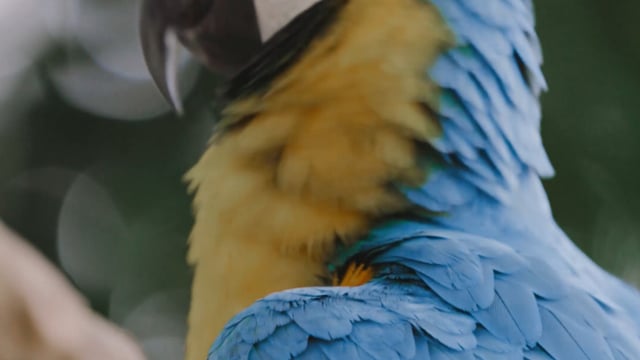 Bird Parrot Beak - Free video on Pixabay