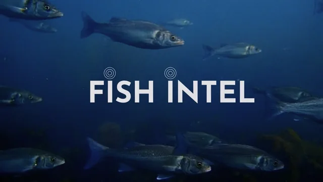 FISH INTEL on Vimeo