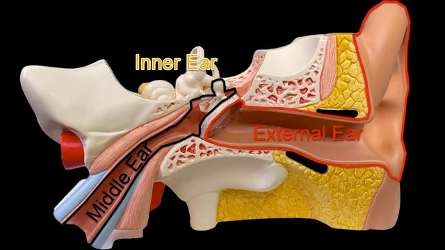Ear Lab
