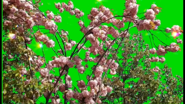 Fl Flowers Green Screen - Free video on Pixabay