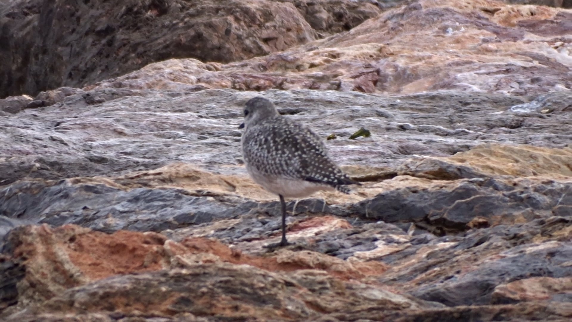 Chorlito gris (Pluvialis squatarola) - Playa de Puçol, Valencia (30-11 ...