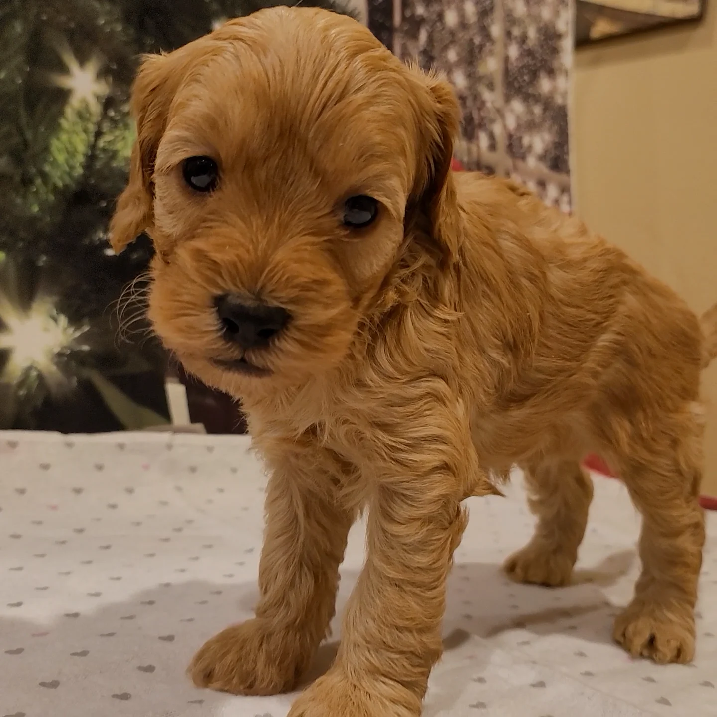 Meet our adorable apricot F1B Cavapoo boy! on Vimeo