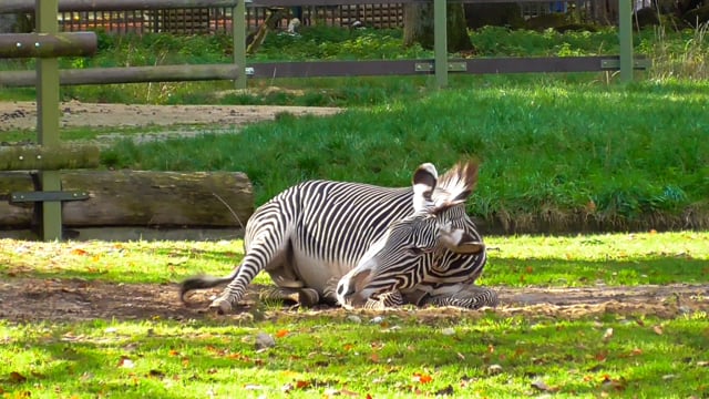 Cebra Safari Mamífero - Free video on Pixabay - Pixabay