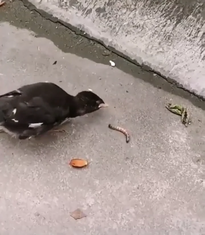 baby bird (chasing a worm!)