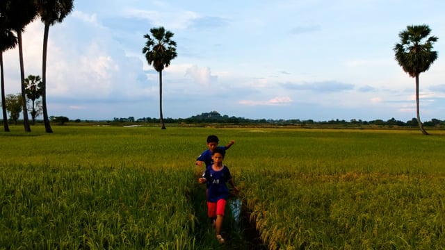 Khmer Palm Tree Videos: Download 11+ Free 4K & HD Stock Footage Clips ...