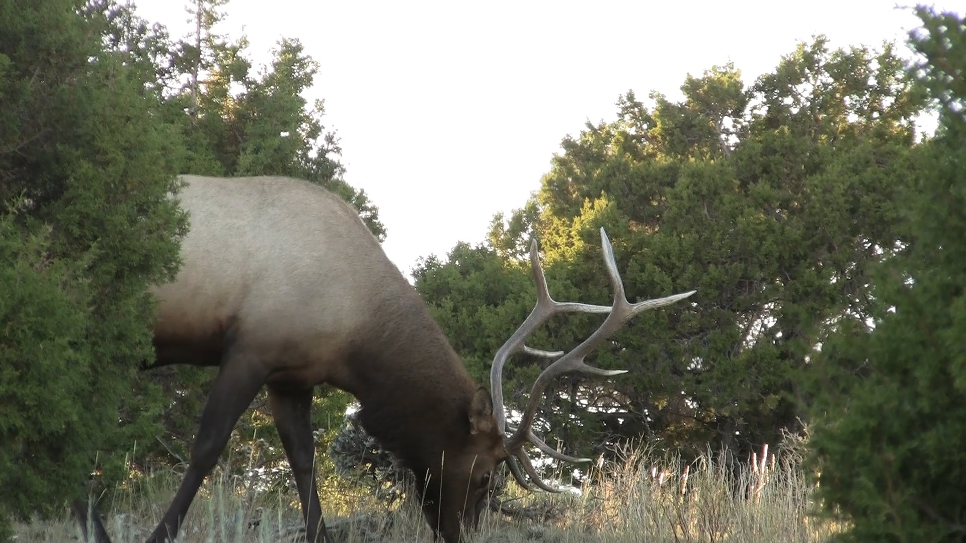 Shelton Ranch Outfitters