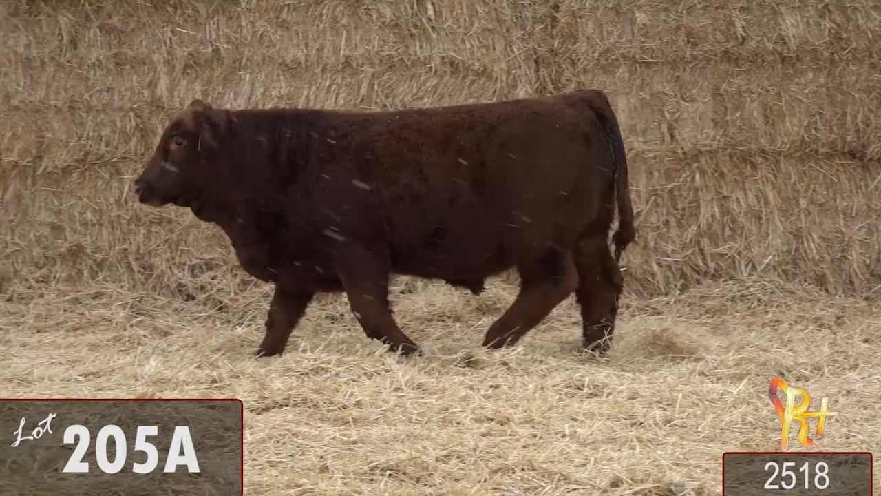 Lot 205A -R Plus 2022.mp4 on Vimeo