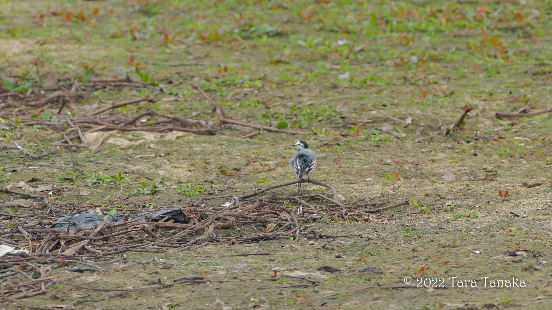 2022-12-10 Rare Wagtail at Lake Elberta, Tallahassee, FL on Vimeo