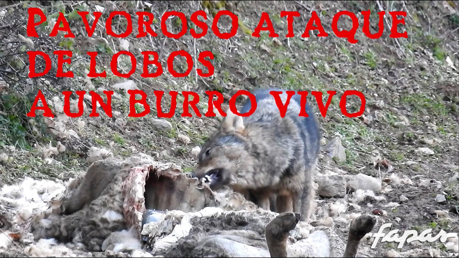 PAVOROSO ATAQUE DE LOBOS A UN BURRO VIVO on Vimeo