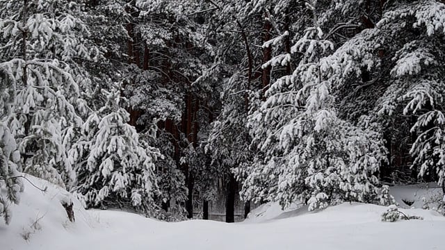 Snowfall Videos: Download 262+ Free 4K & HD Stock Footage Clips - Pixabay