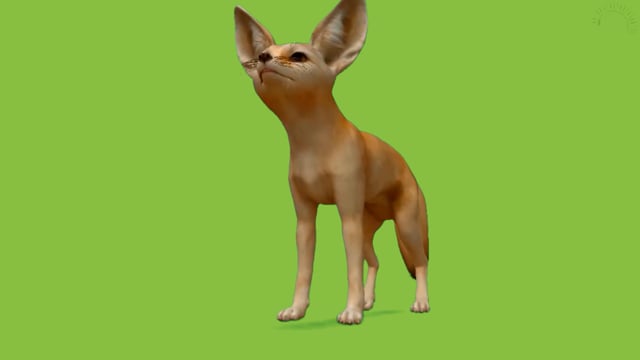 Nature, Fox Green, Fox Green Screen. Free Stock Video - Pixabay