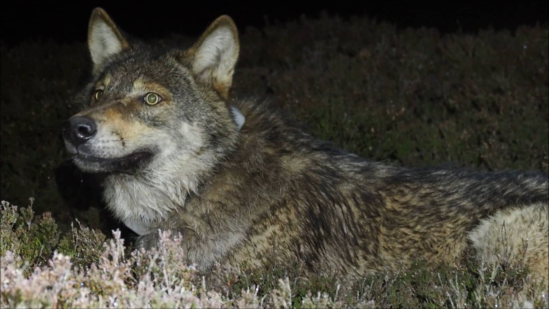 Ulv GPS-mærket for første gang i Danmark on Vimeo