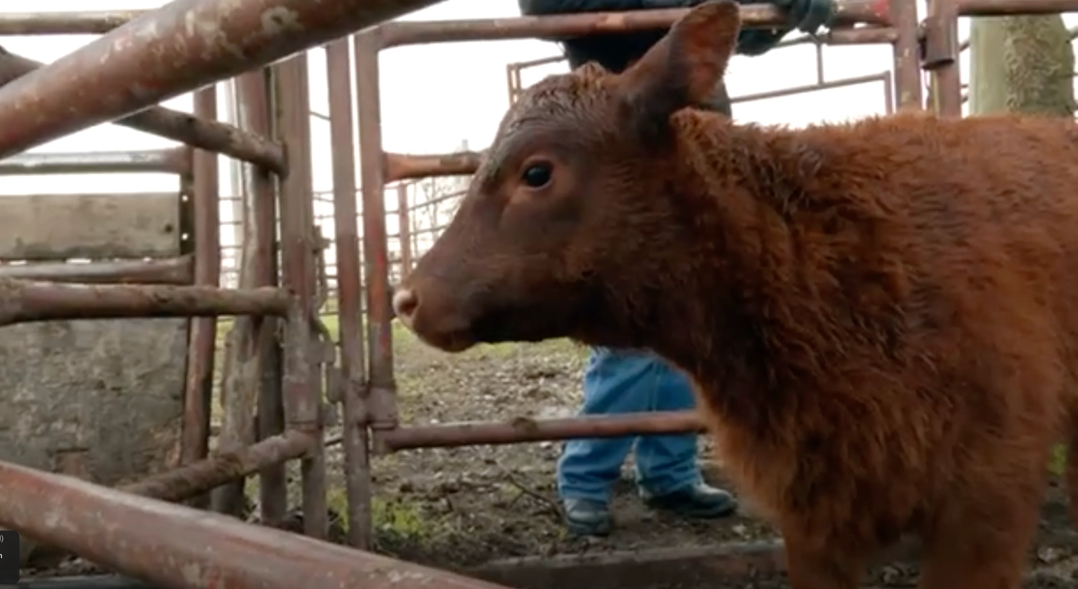 Red Heifer update - Interview with Rabbi Yitzhak Mamo on Vimeo