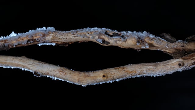 Escarcha Helado De Pelo Wolleis - Free video on Pixabay - Pixabay