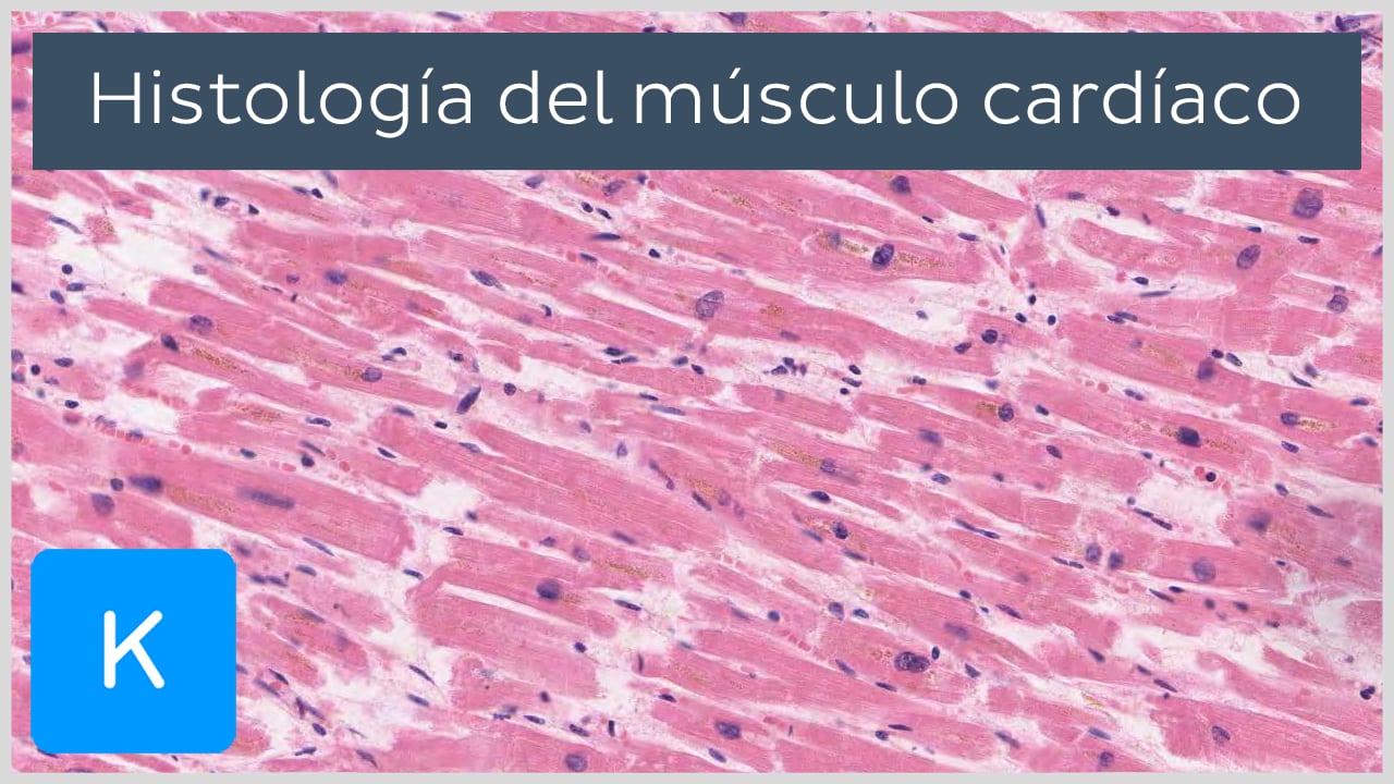 Inspirar Bombardeo Firmar funcion del tejido cardiaco Guijarro Acerca ... Inspirar Bombardeo Firmar funcion del tejido cardiaco Guijarro Acerca ...