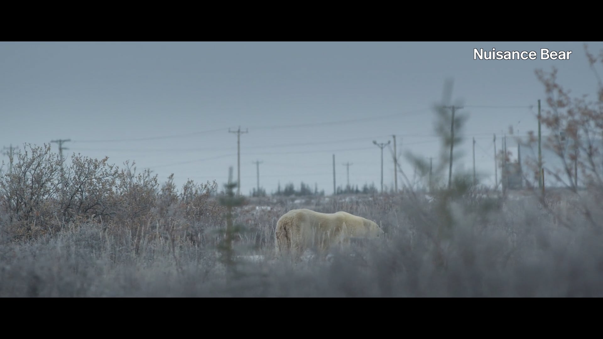 Nuisance Bear - Promo Clip (short 1) on Vimeo