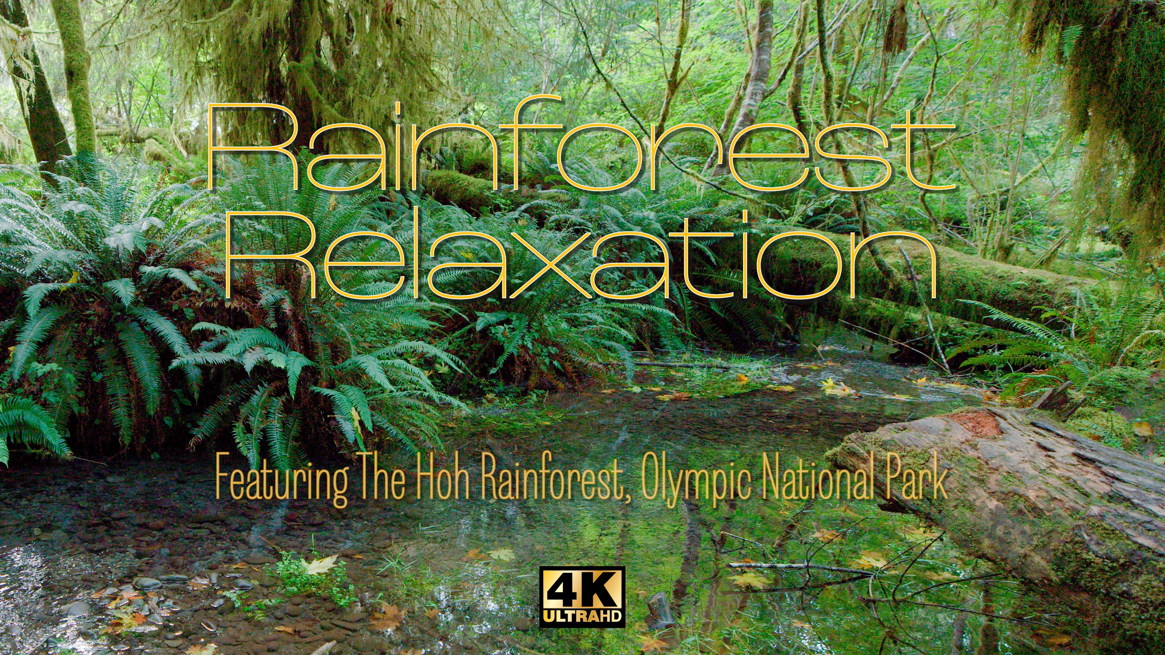 Watch Rainforest Relaxation Online | Vimeo On Demand on Vimeo