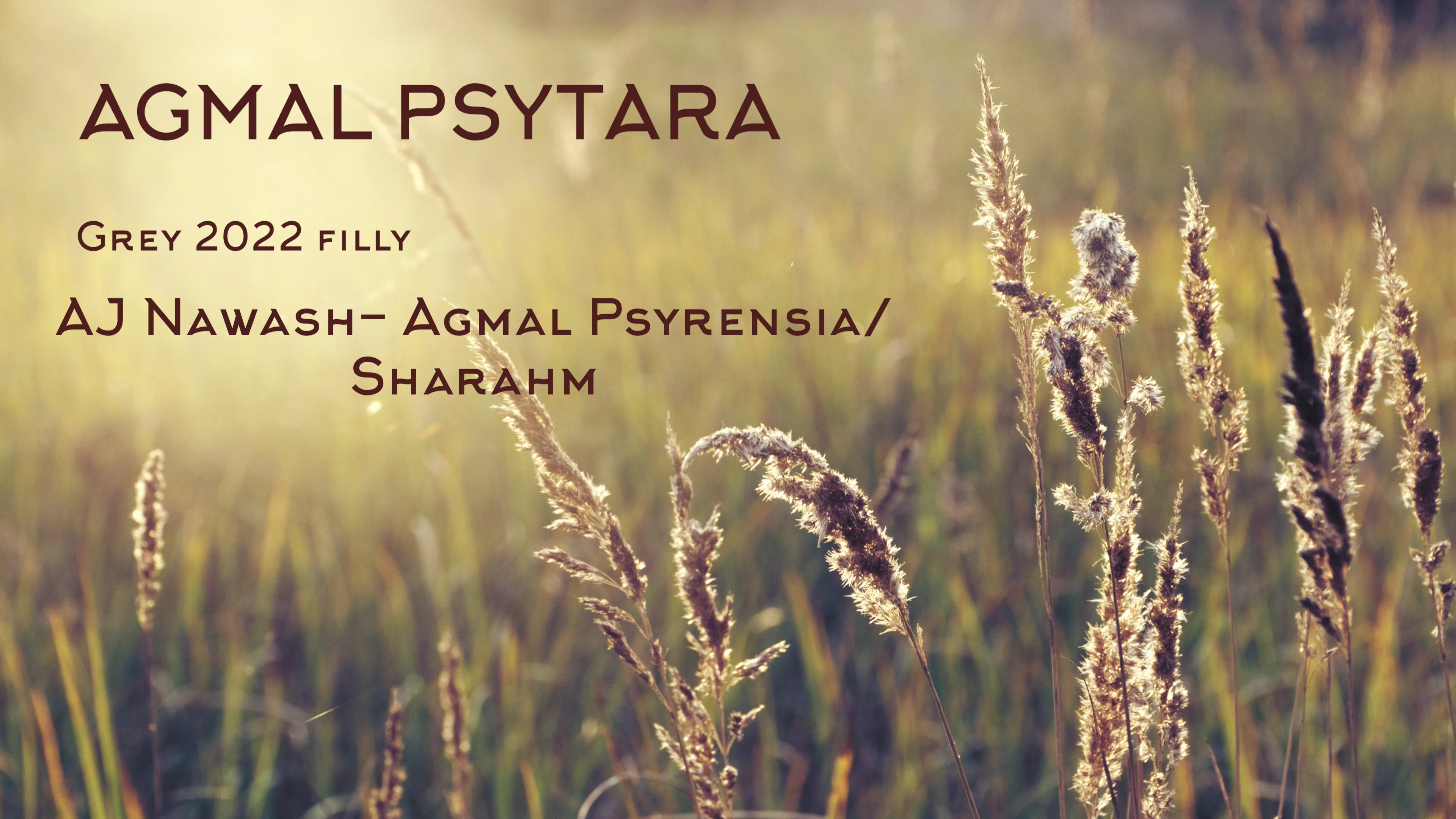 Agmal Psytara nov 22 on Vimeo