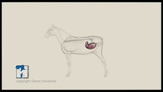 Horse Fetus Development