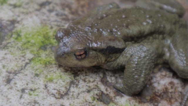 90+ Free Frog & Water Videos, HD & 4K Clips - Pixabay