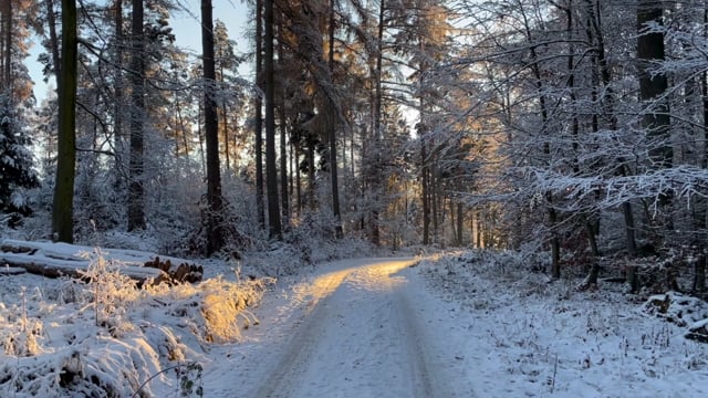Forest, Snow, Forest Path. Free Stock Video - Pixabay