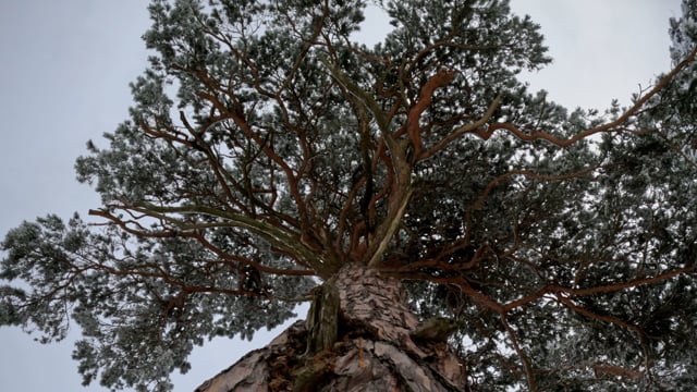 Conífera Copa De Árbol Pino Arbol - Free video on Pixabay - Pixabay