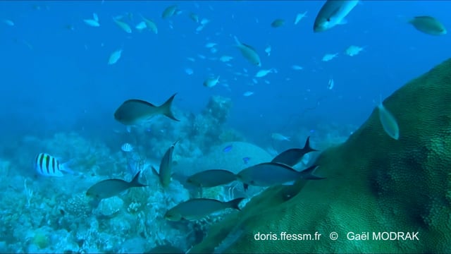 Paranthias furcifer | DORIS