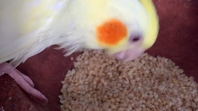 Bird Animal Eating - Free video on Pixabay