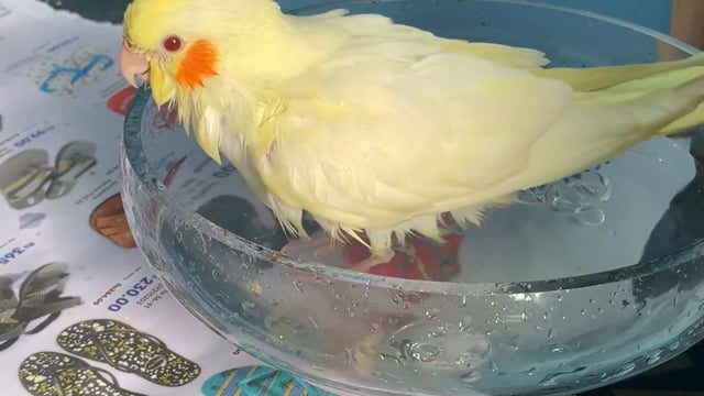 Bird Bath Cockatiel - Free video on Pixabay