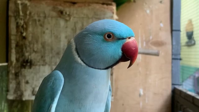 Blue Parrot In - Free video on Pixabay