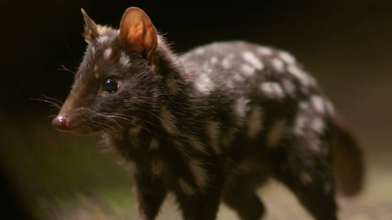 Tassie Wildlife on Vimeo