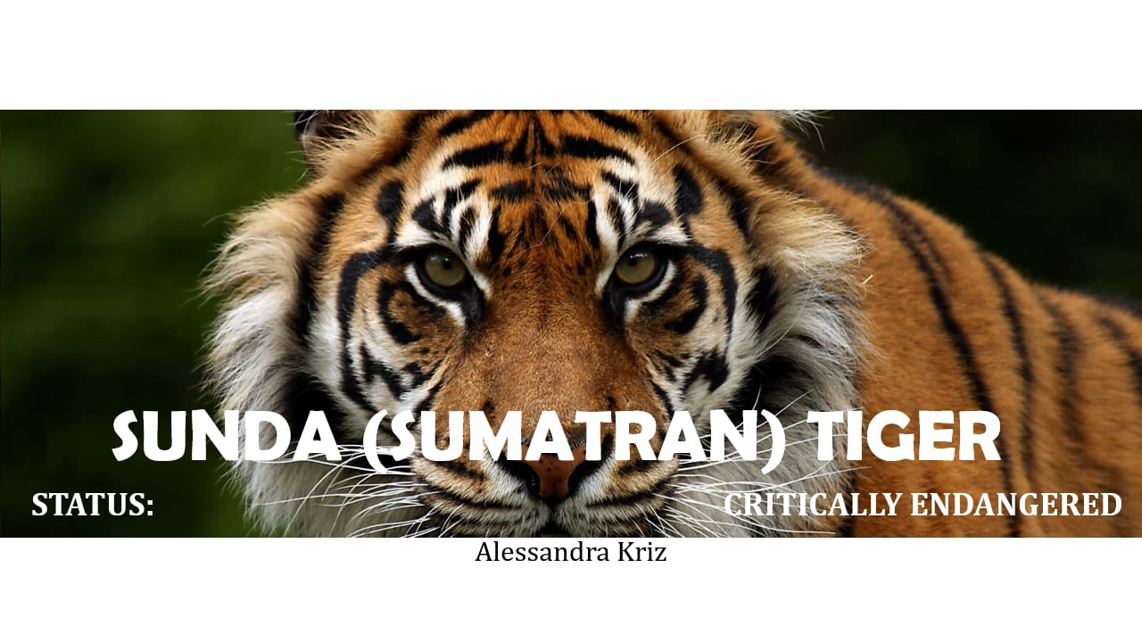 SUNDA (SUMATRAN) TIGER Final Presentation.mp4 on Vimeo