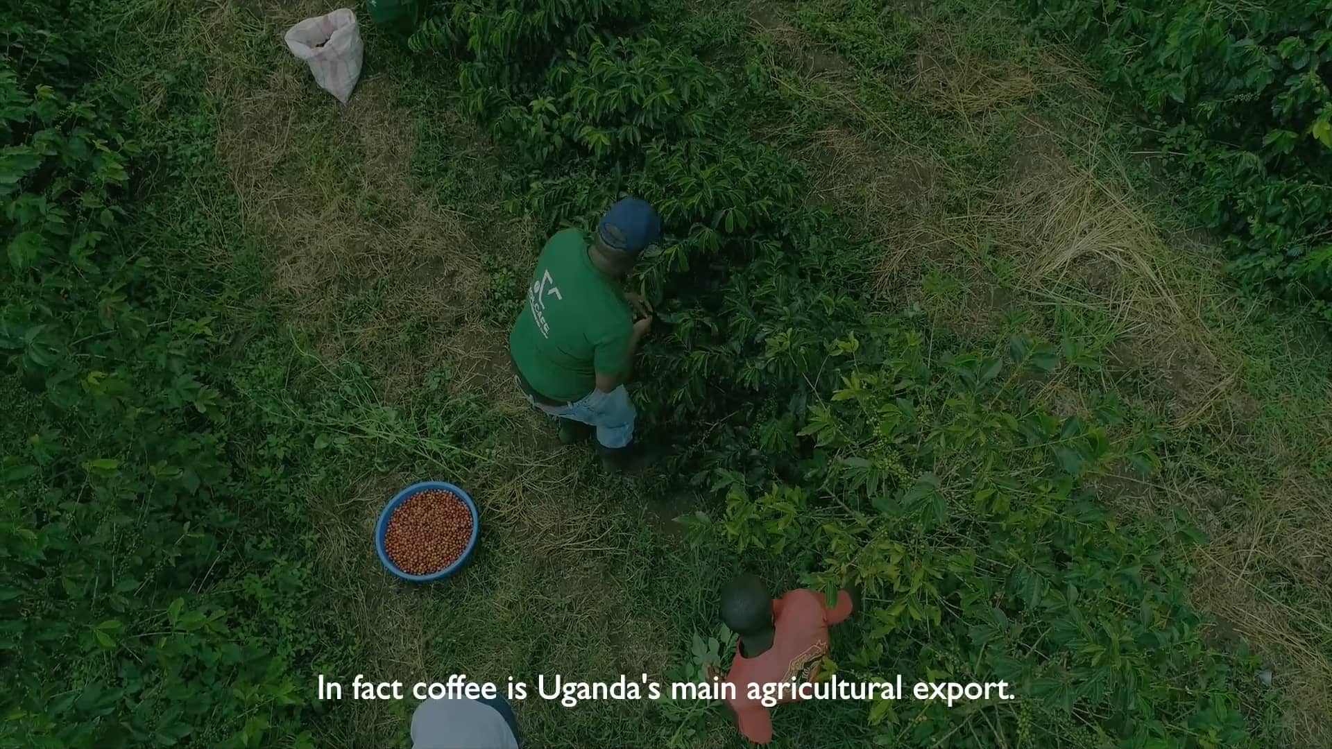 Volcafe Way video Kasese, Uganda on Vimeo