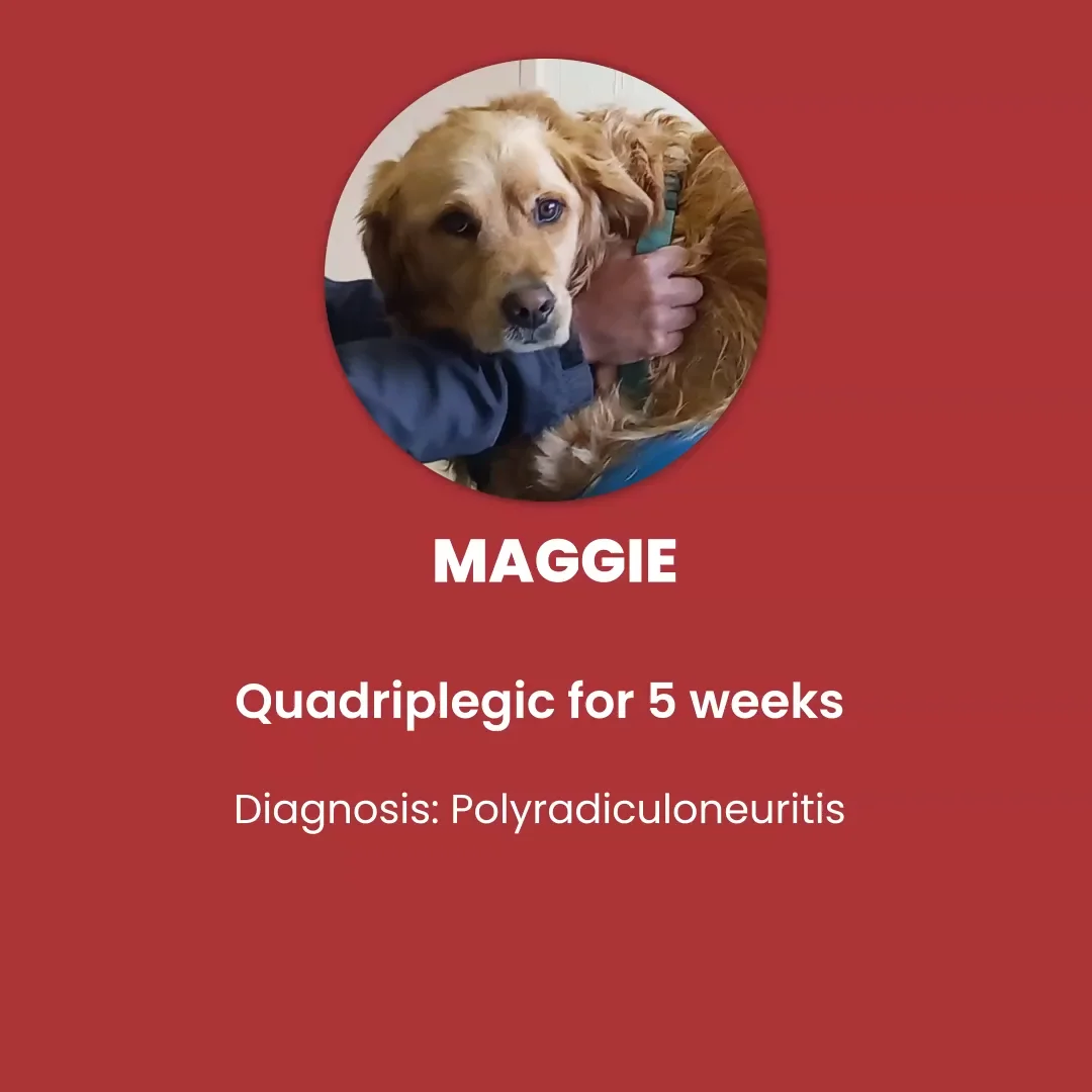 Maggie Case Study - Version 2