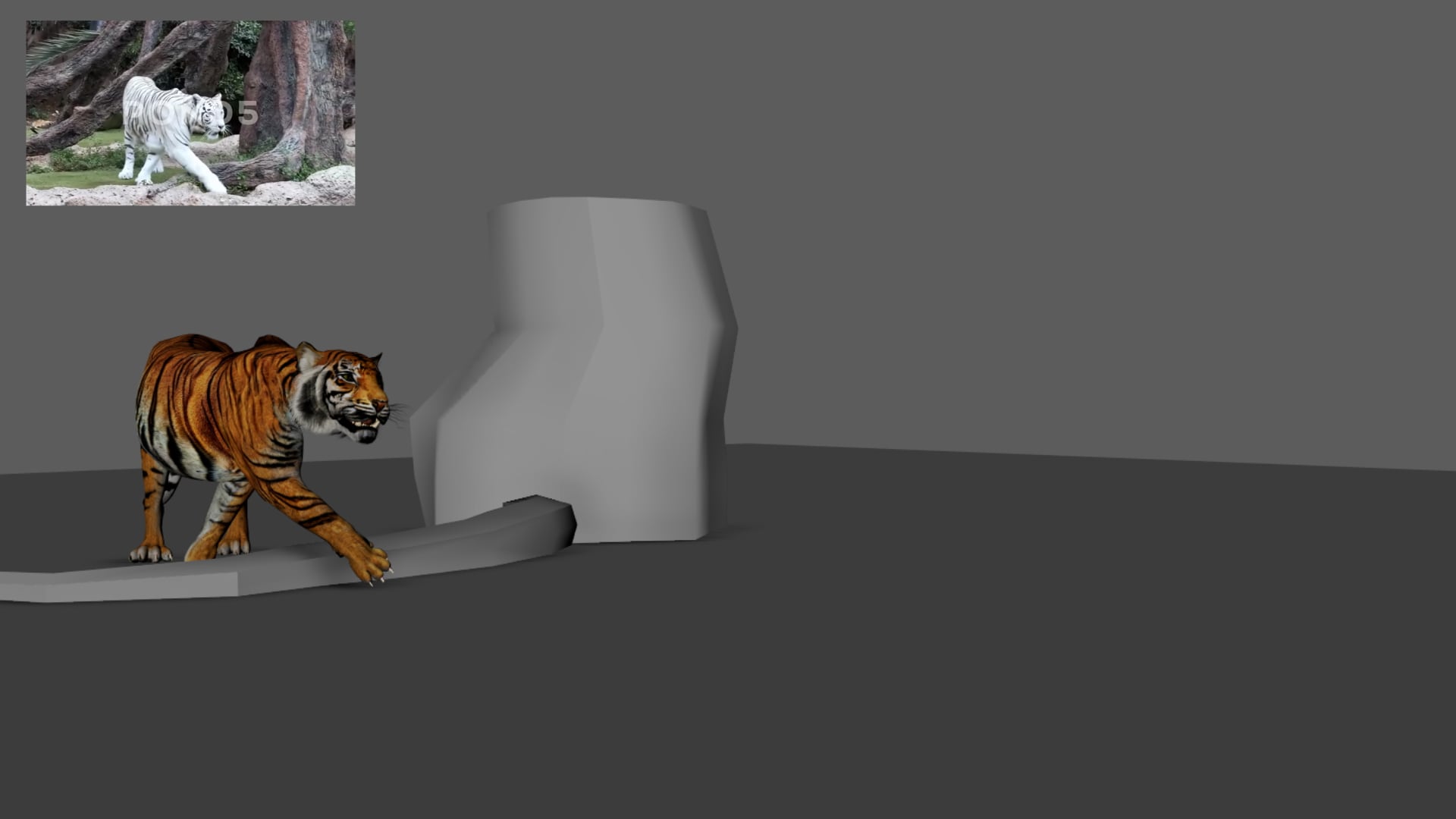 Tiger study - Animation on Vimeo